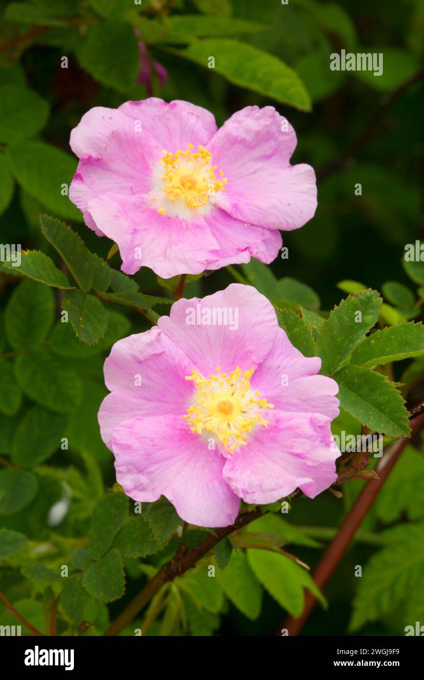 Wild rose, Sunset Beach State Park, Oregon Stock Photo - Alamy