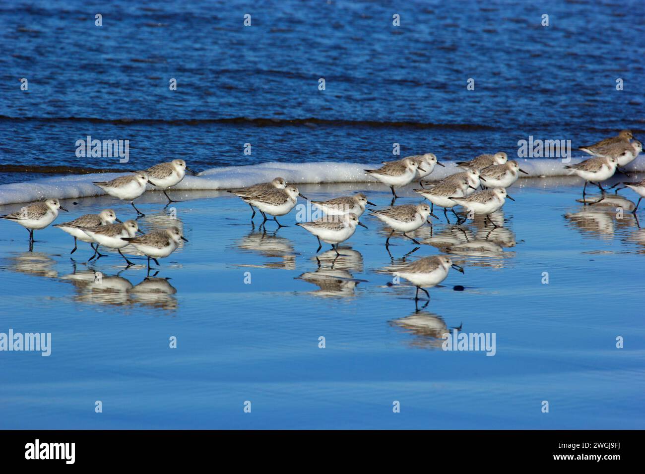 Shorebirds, Bayocean Peninsula, Tillamook County, Oregon Stock Photo ...