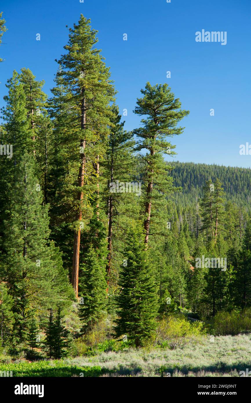 Ponderosa pine (Pinus ponderosa) forest, Fremont National Forest ...