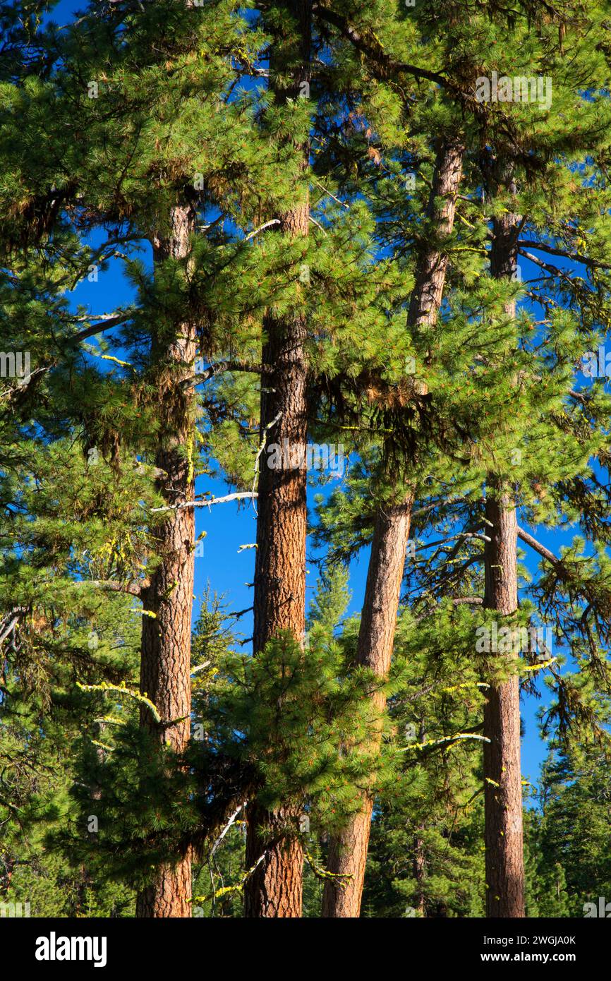 Ponderosa pine (Pinus ponderosa) forest, Fremont National Forest ...