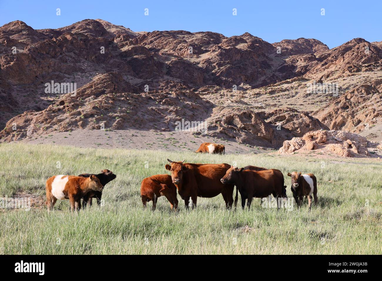 Mongolian sheep and horses hi-res stock photography and images - Alamy