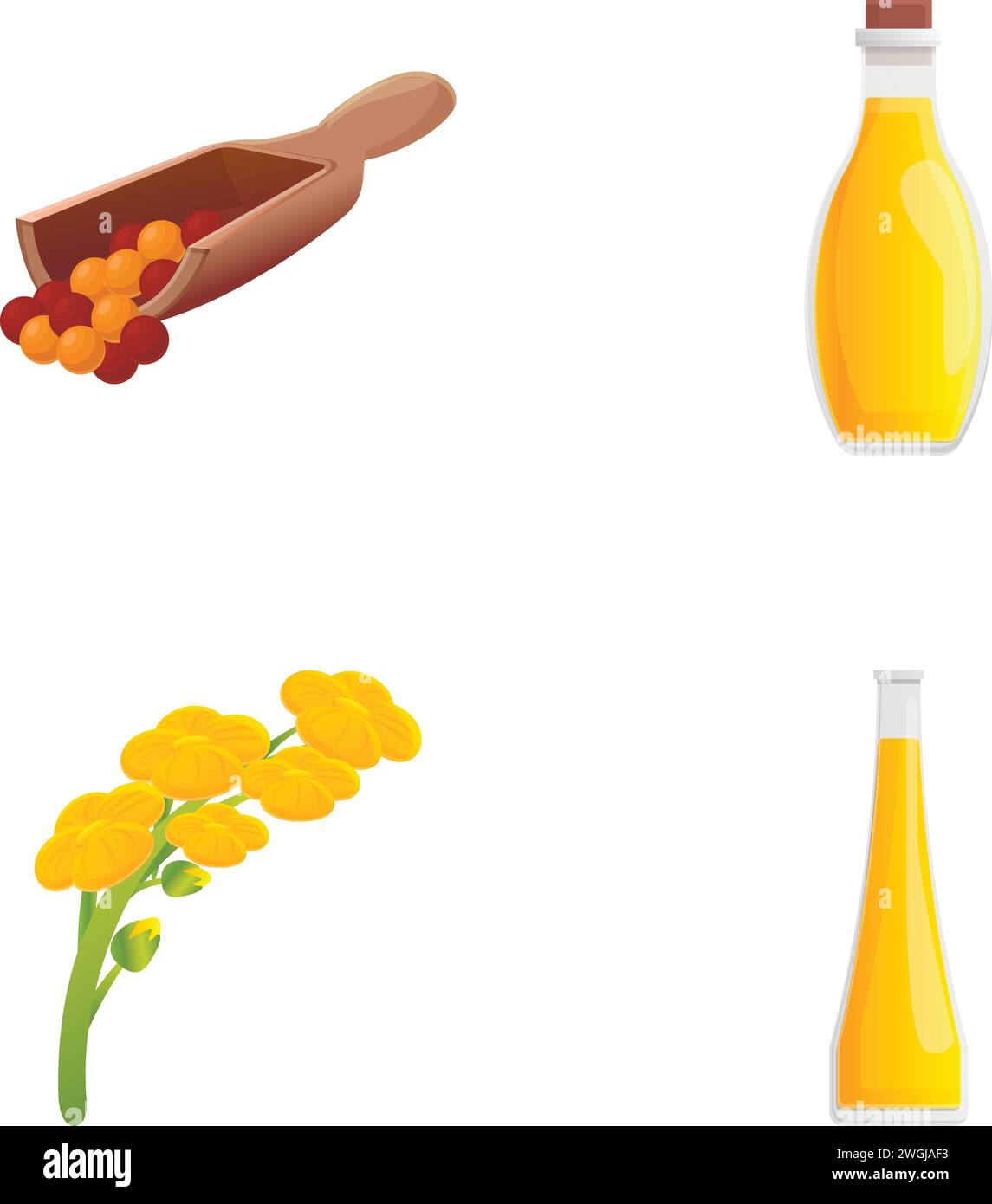 Rapeseed icons set cartoon vector. Canola oil seed and flower. Brassica ...
