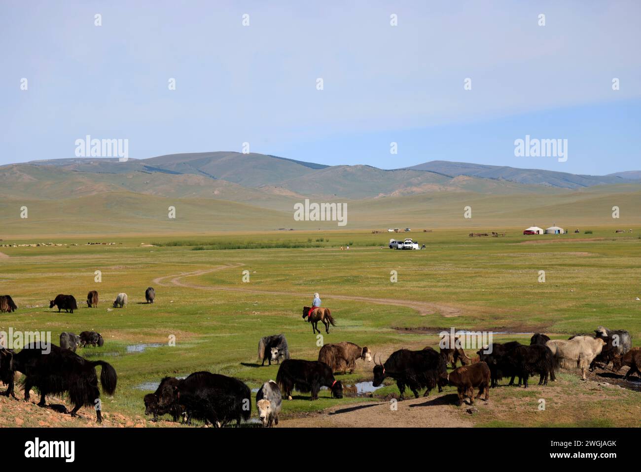 Mongolian sheep and horses hi-res stock photography and images - Alamy