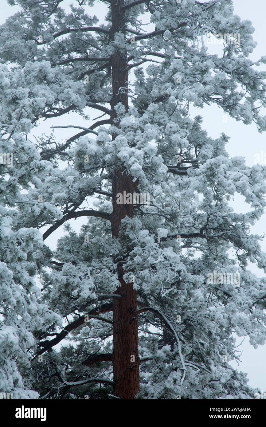 Ponderosa pine snow pinus ponderosa hi-res stock photography and images ...