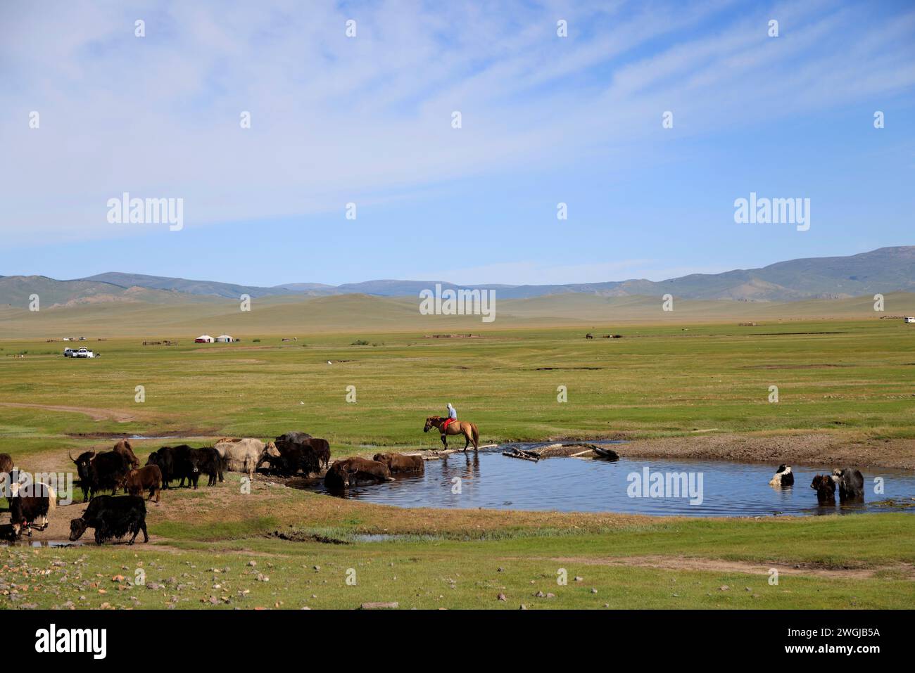 Mongolian sheep and horses hi-res stock photography and images - Alamy