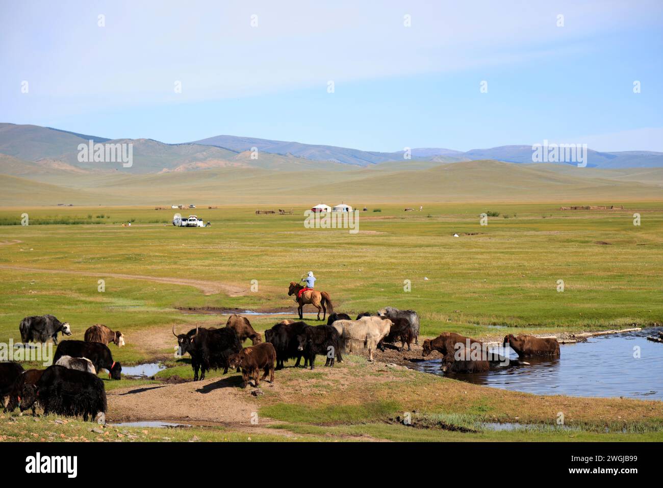Animals grazing in the Mongolian steppe Stock Photo - Alamy