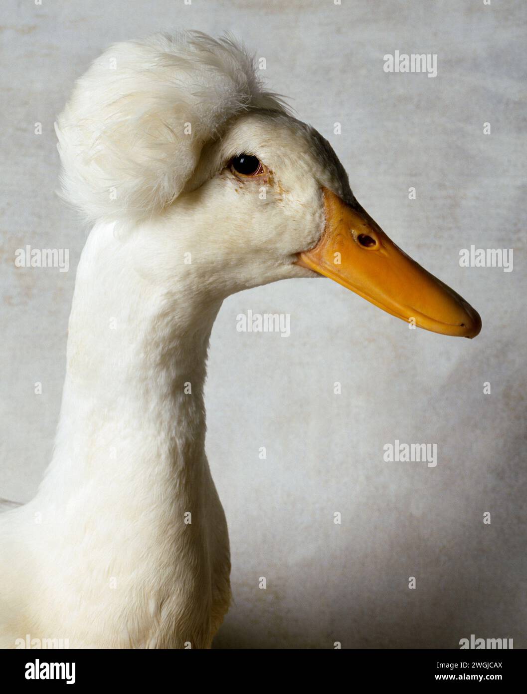 White crested duck hi-res stock photography and images - Alamy