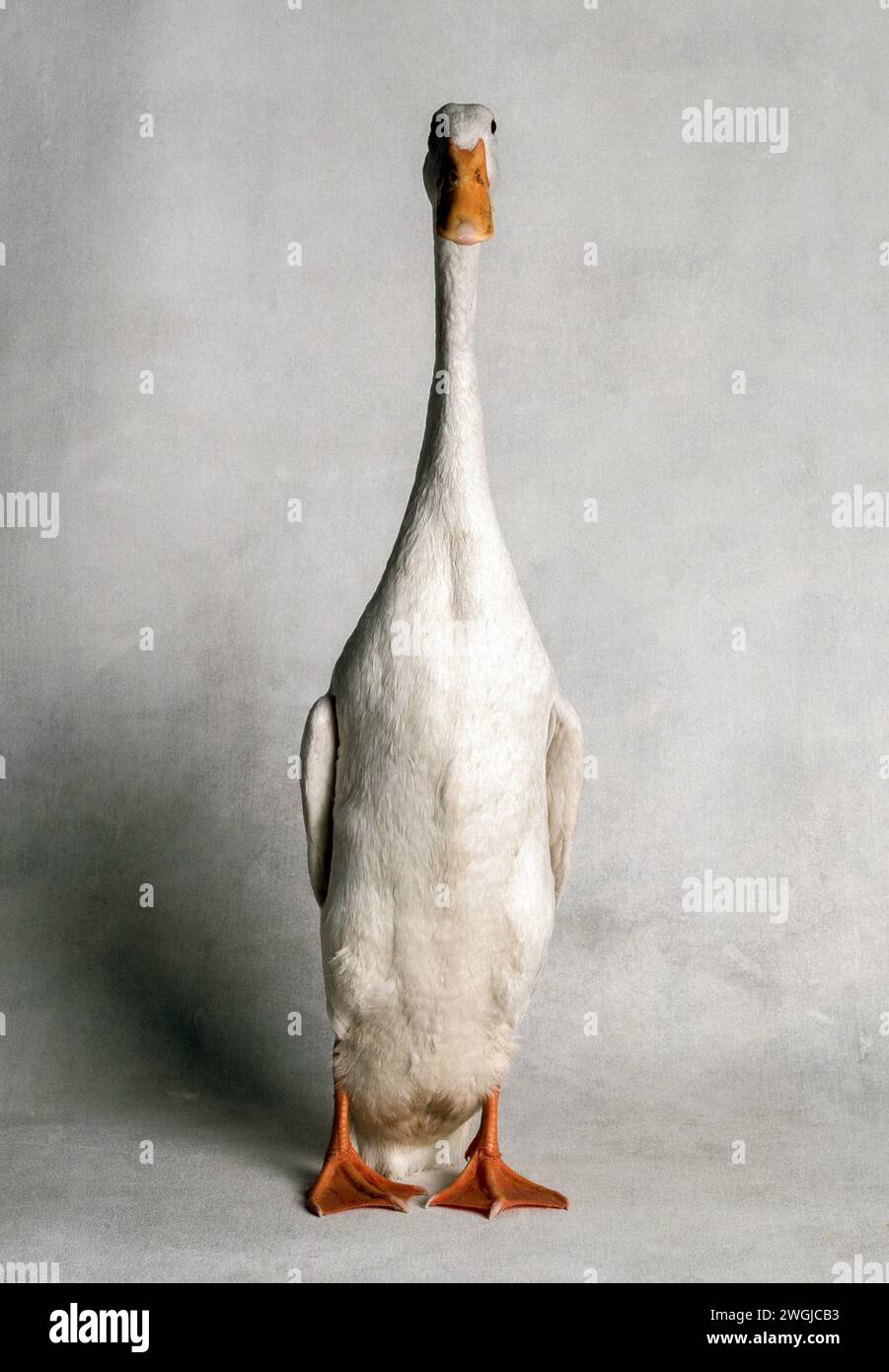 Pond runner duck hi-res stock photography and images - Alamy