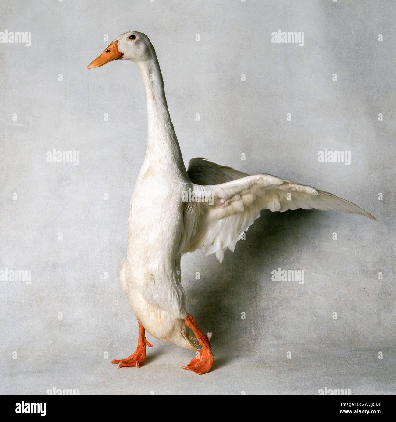 White Indian Runner Duck Stock Photo - Alamy