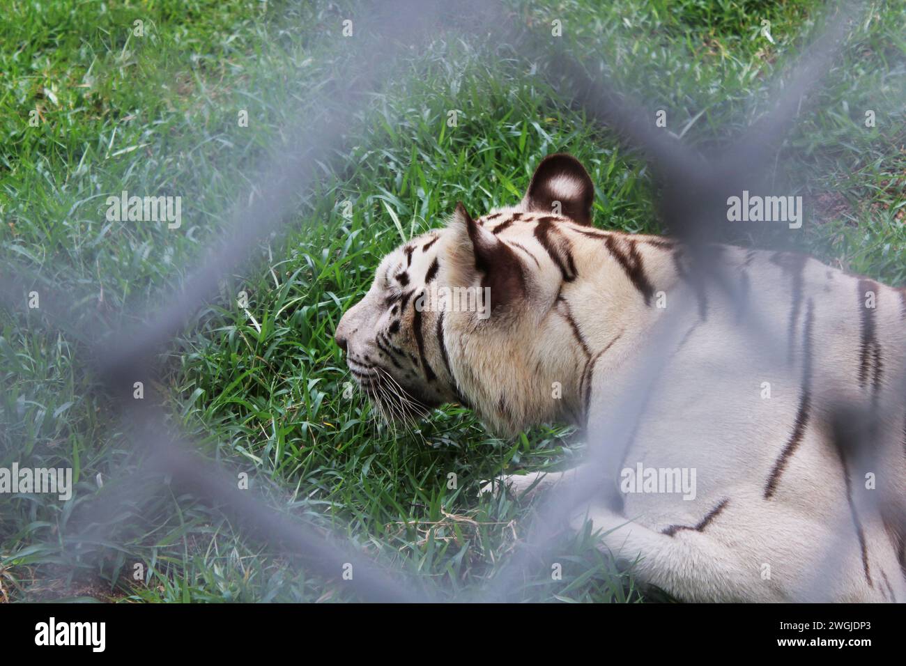 White tiger lying in cage inside a zoo - animal abuse. Tiger in ...