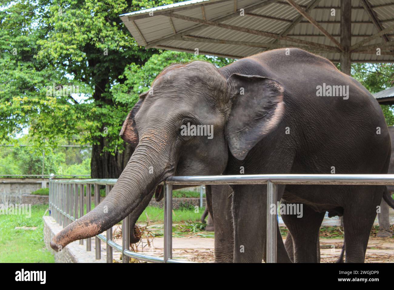 Elephant behind the fence at the zoo. Elephants in captivity Stock Photo - Alamy