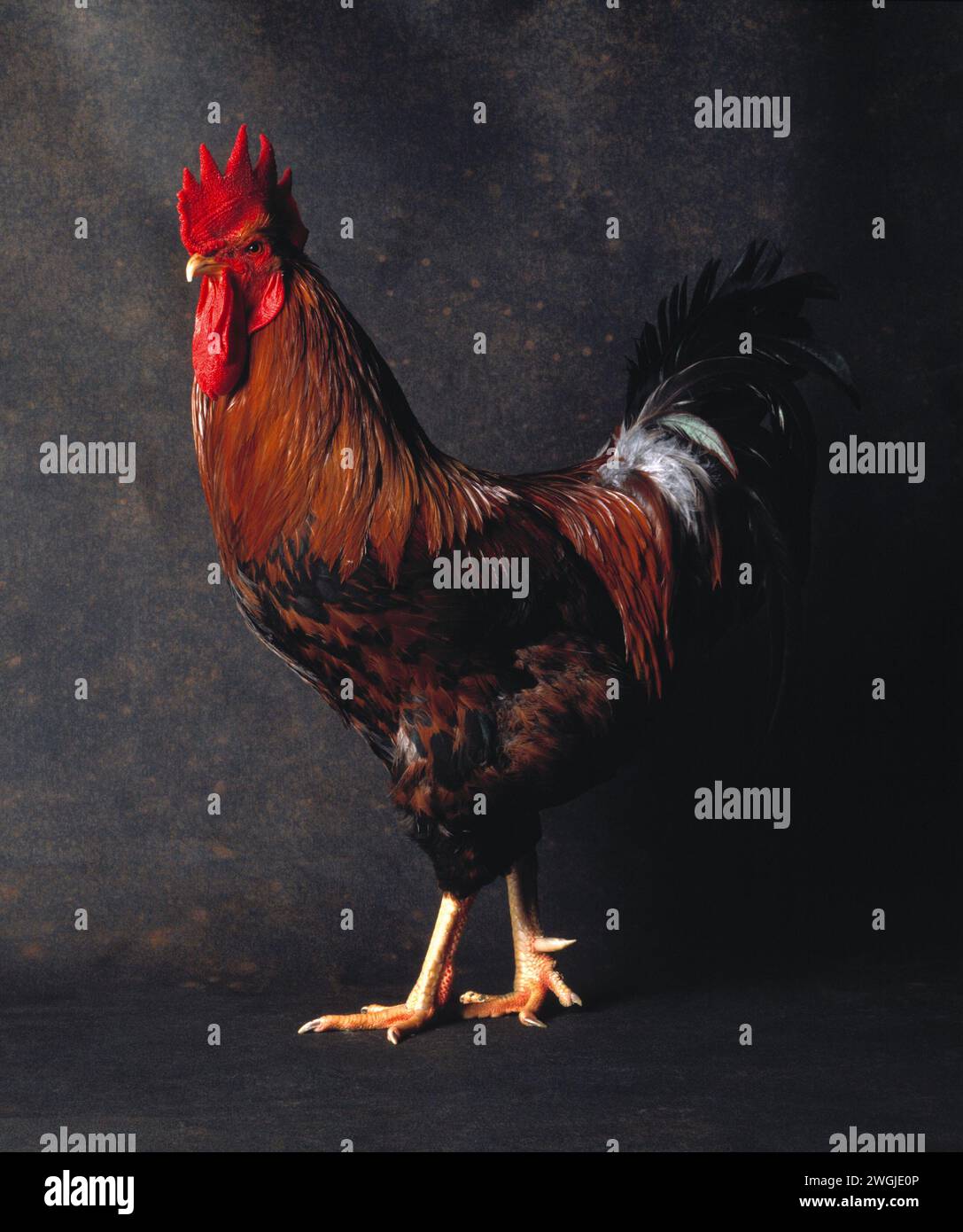 New hampshire rooster hi-res stock photography and images - Alamy