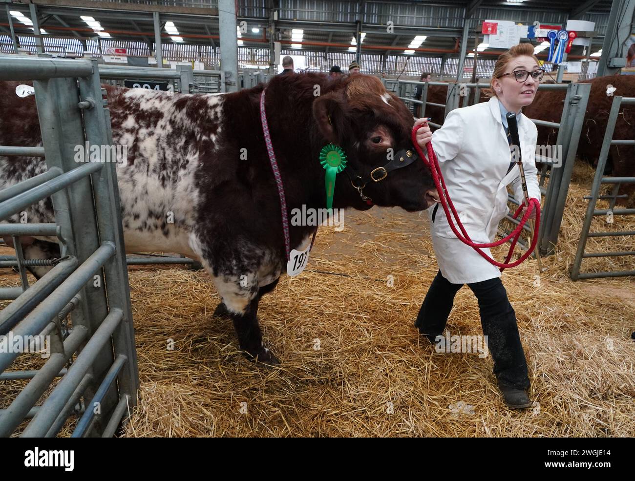 A Shorthorn bull at the Stirling Bull Sales at Stirling Agricultural ...