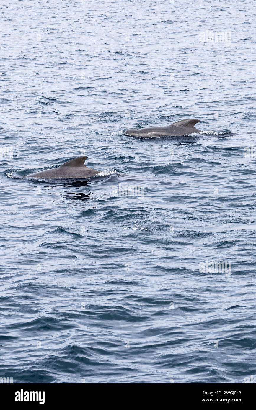 In the cool expanse of the Norwegian Sea, a pair of pilot whales ...