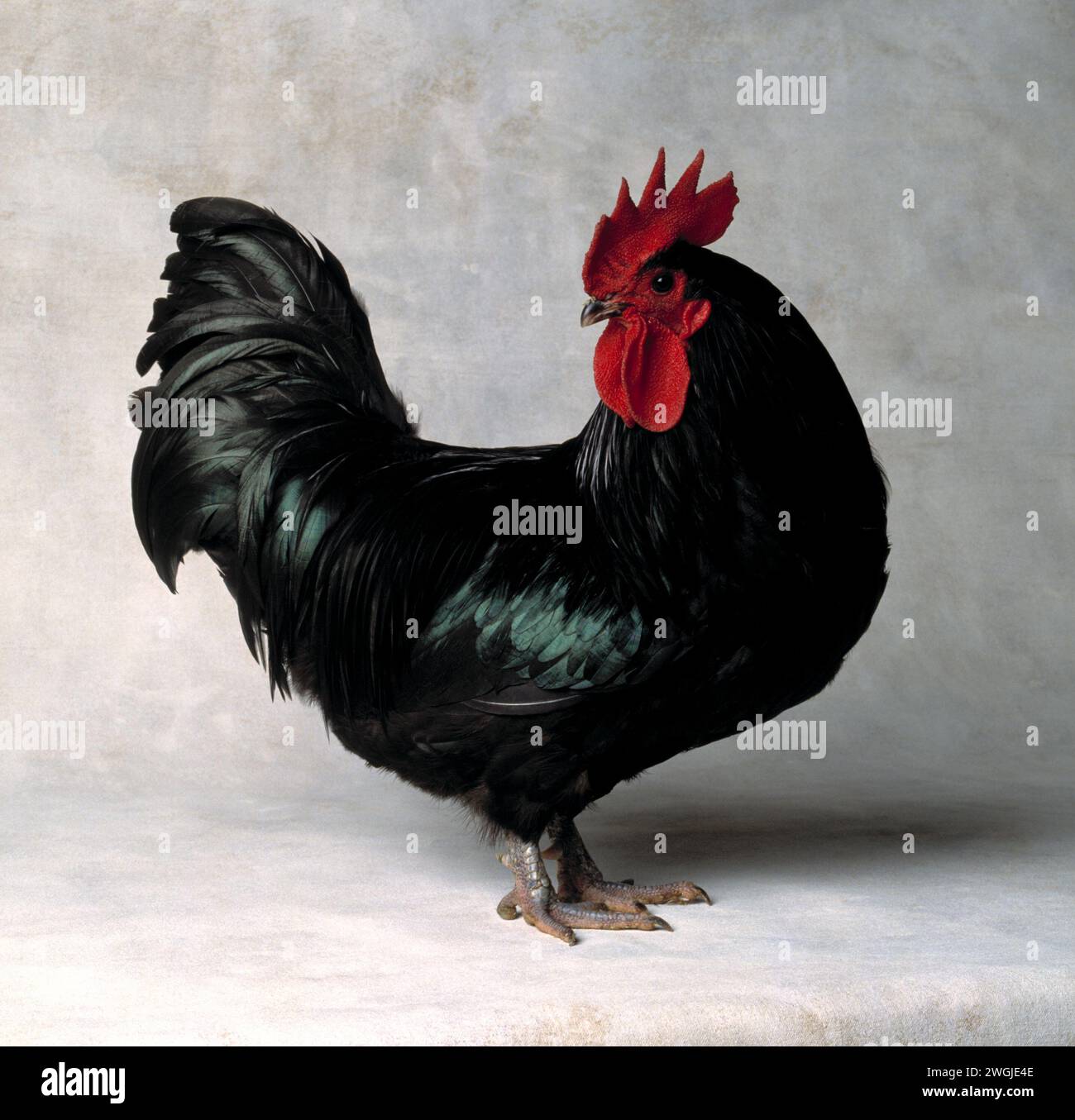 Dumpy chicken hi-res stock photography and images - Alamy