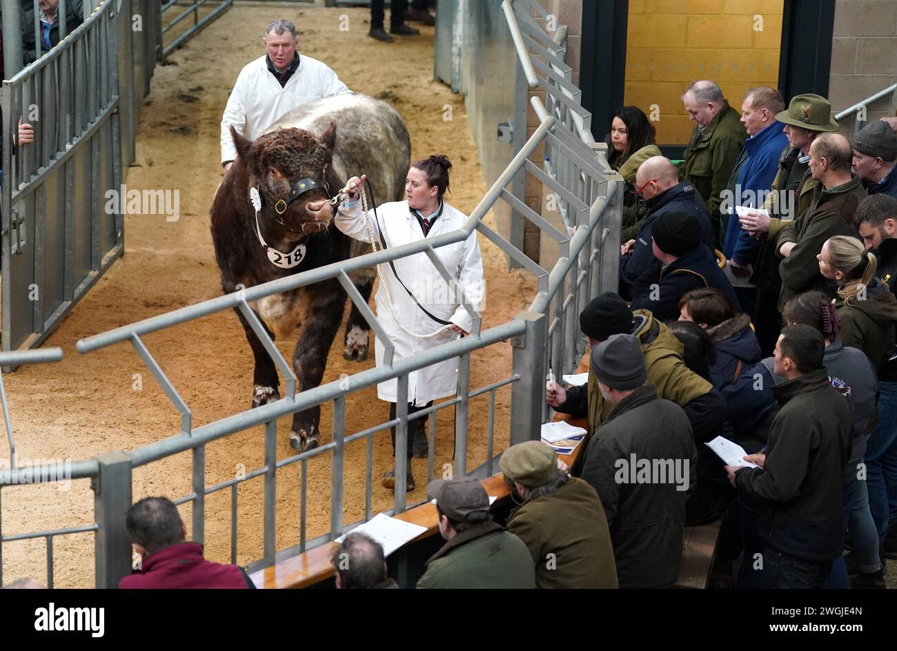 A Shorthorn bull enters the auction ring at the Stirling Bull Sales at ...