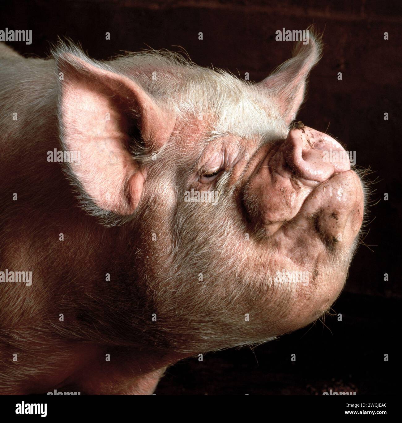 Middlewhite pig hi-res stock photography and images - Alamy