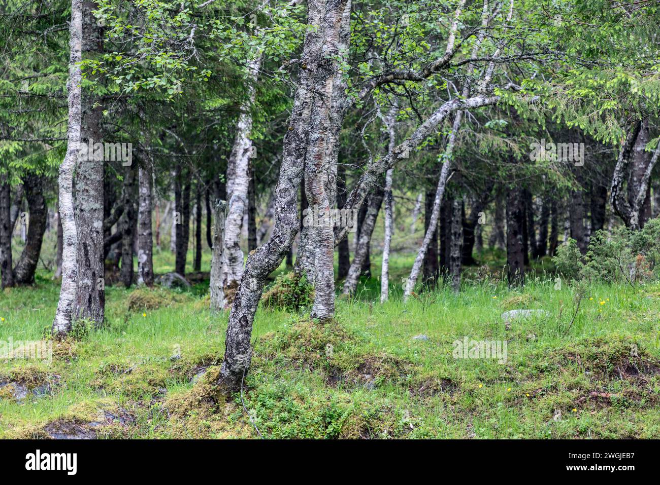 Northern temperate latitudes hi-res stock photography and images - Alamy