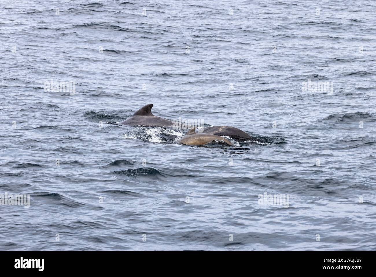 A family of pilot whales (Globicephala melas) is captured in a dynamic ...