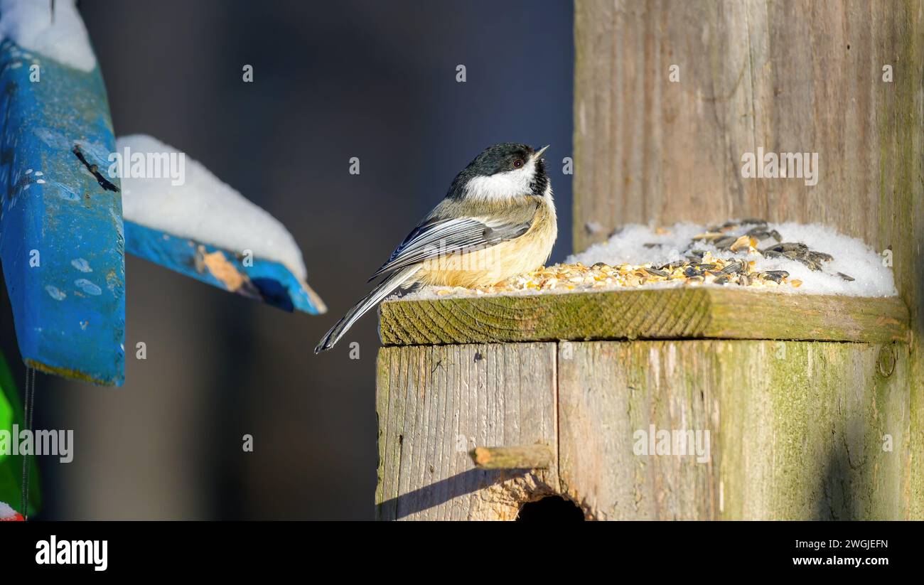 Black-capped Chickadee perched on a nest box covered in snow and ...