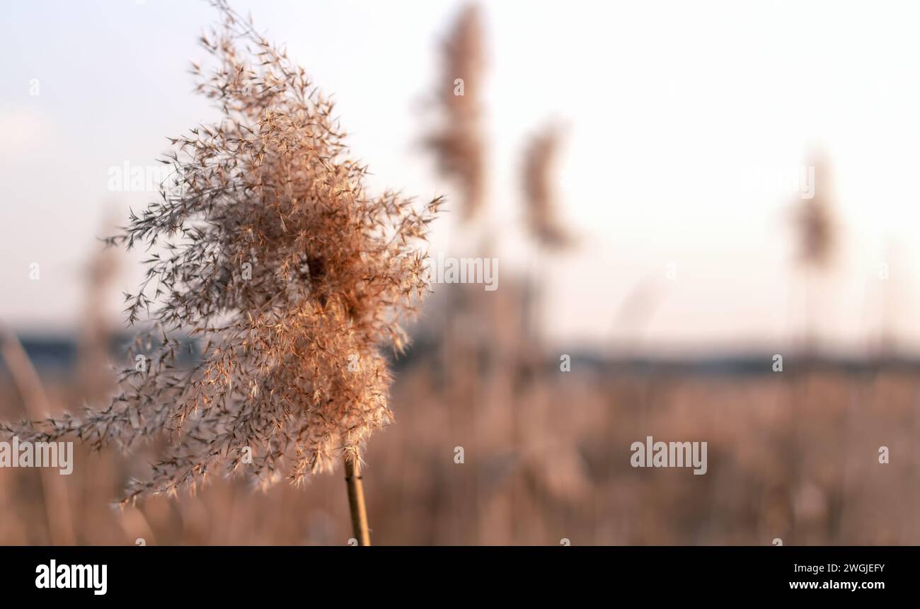 Pampas grass at sunset. Natural landscape of field with dry reed Stock ...