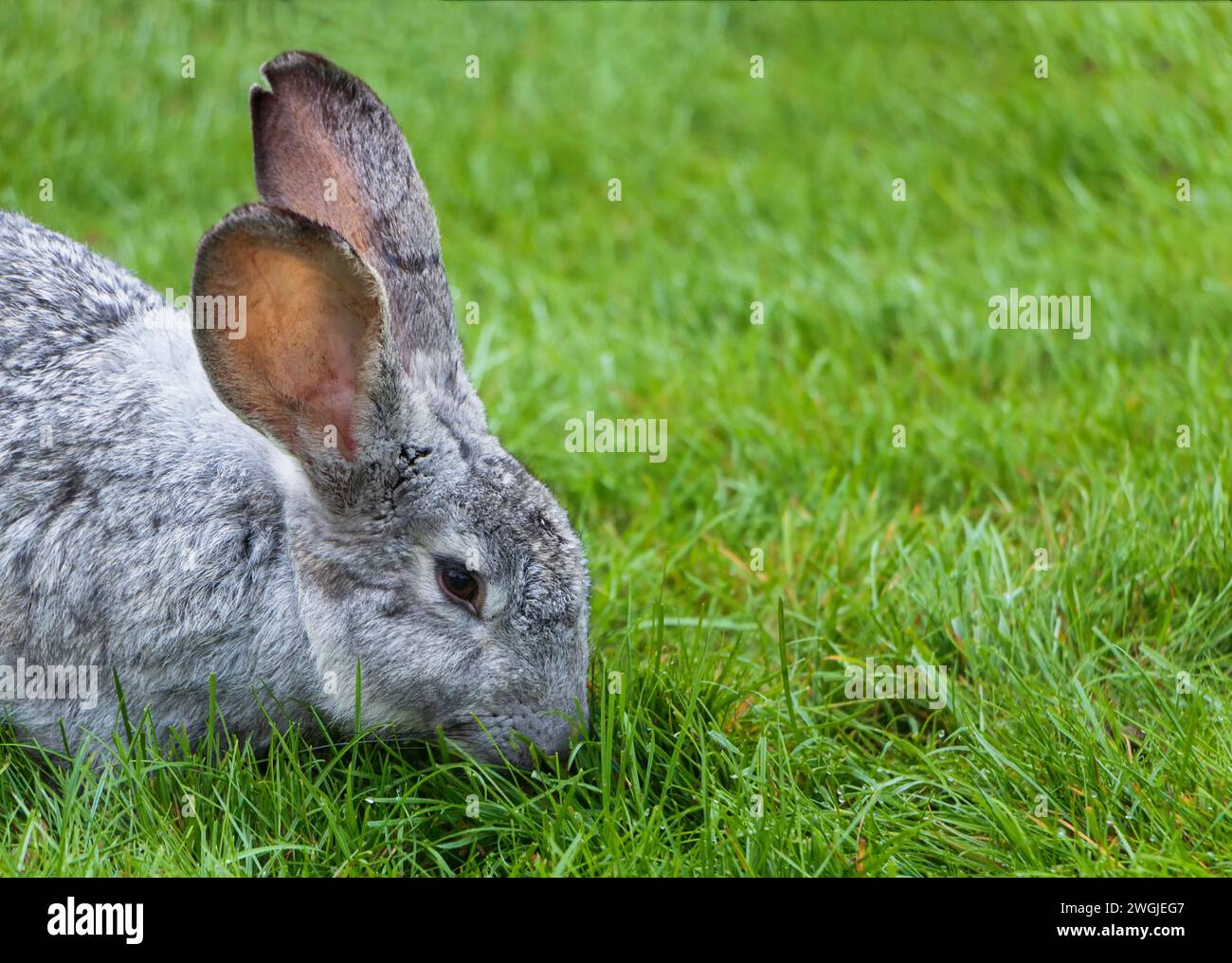 Adorable rabbit eating hi-res stock photography and images - Alamy