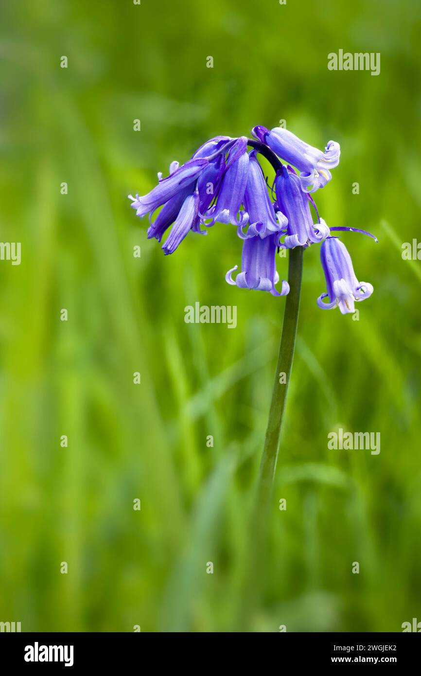 Single Bluebell in grass Stock Photo - Alamy