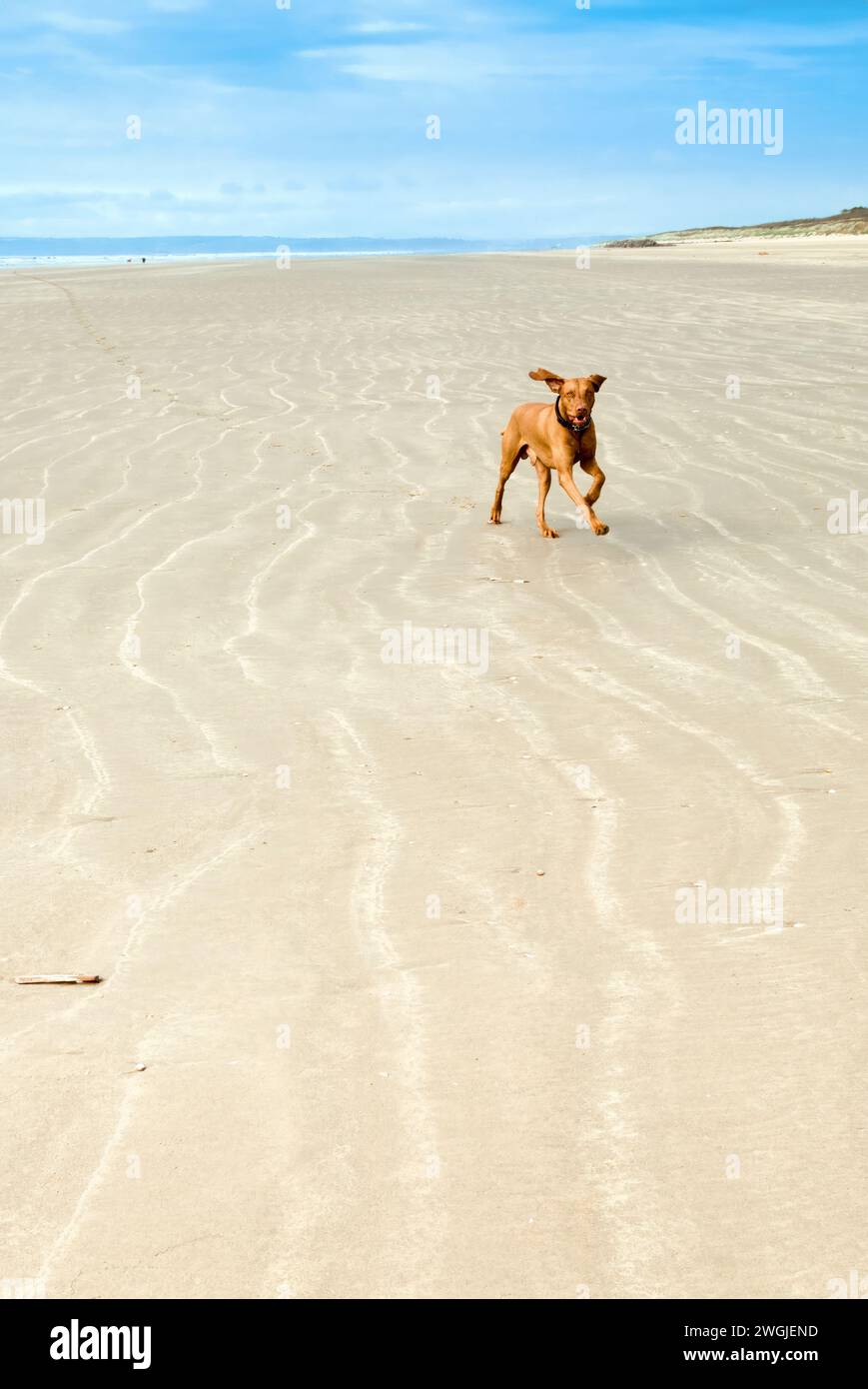 Hungarian Vizsla dog running on beach in Pembrey, Wales with Copyspace ...