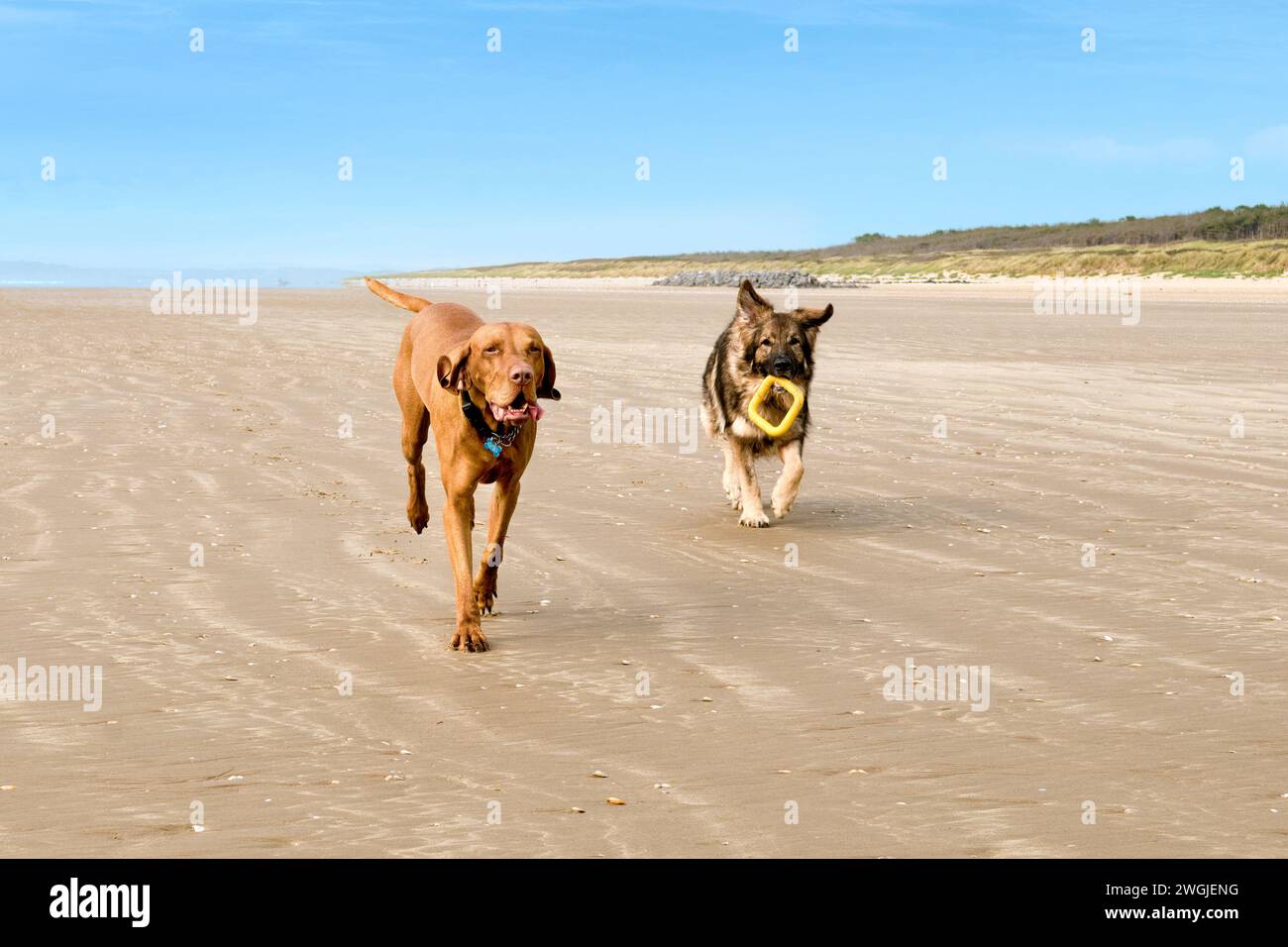 Hungarian Vizsla Dog And German Shepherd running together on beach in ...