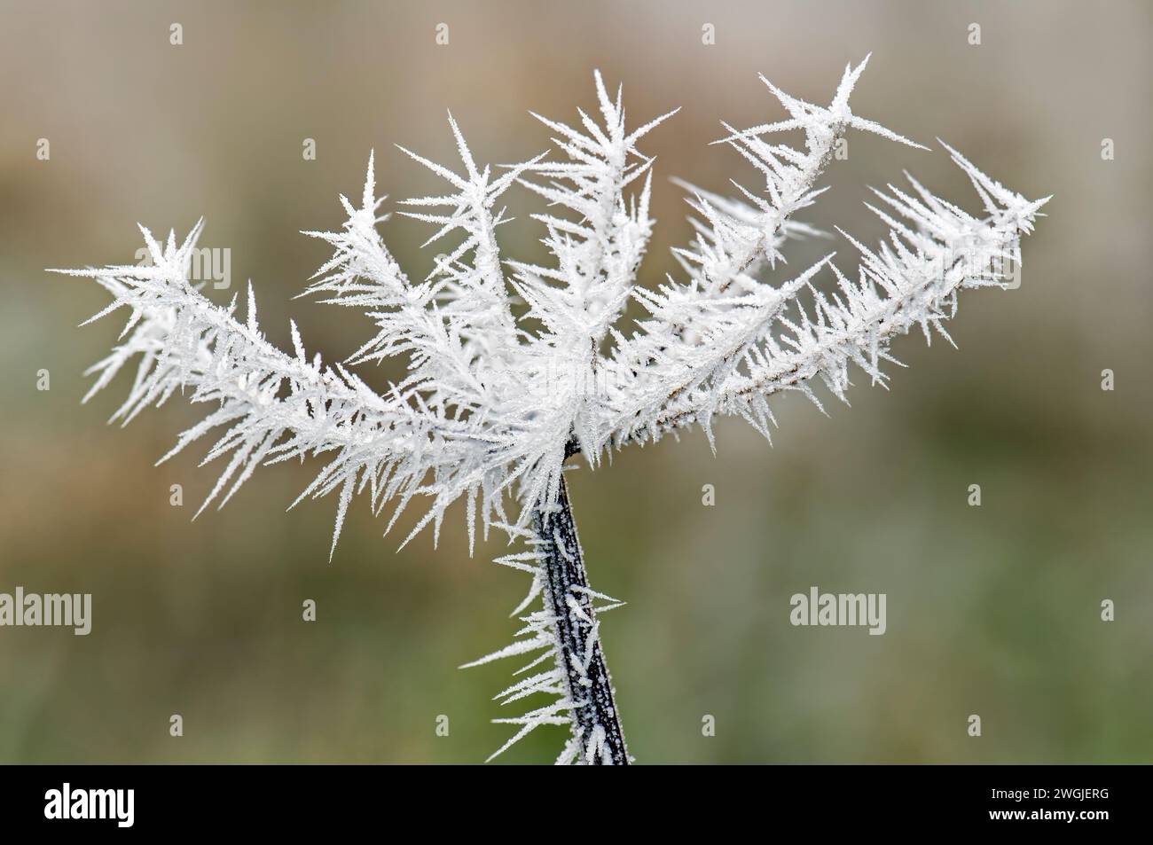 Close up wintry scene of spiky hoar frost on a frozen umbellifer plant ...