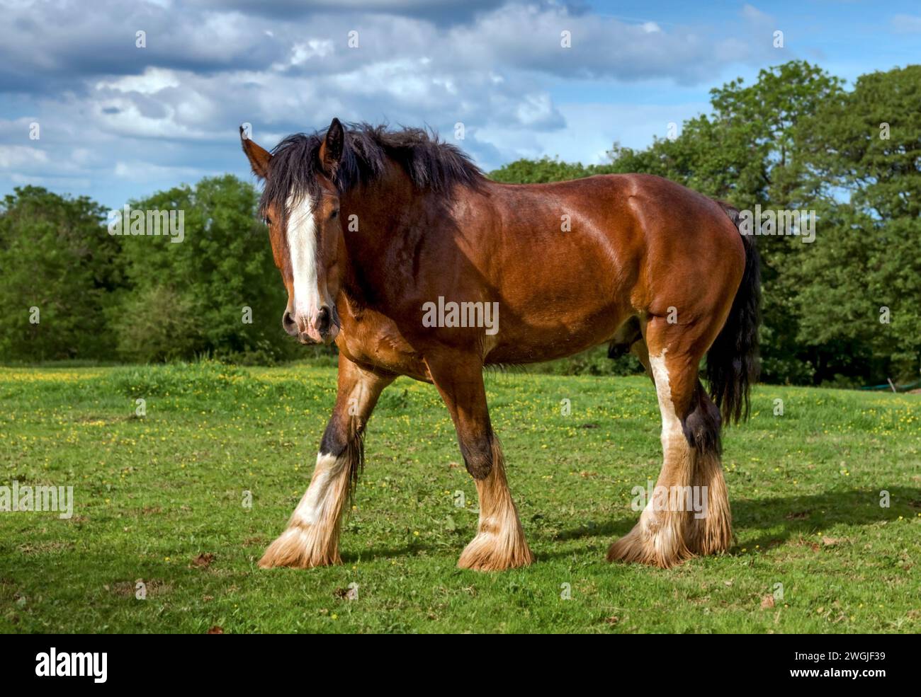 Large horse hi-res stock photography and images - Alamy