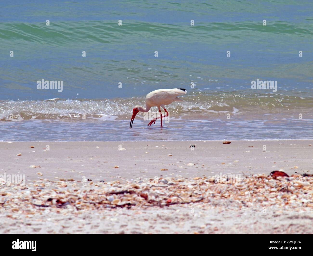 American white ibis (Eudocimus albus) eating in the shores of the Gulf ...