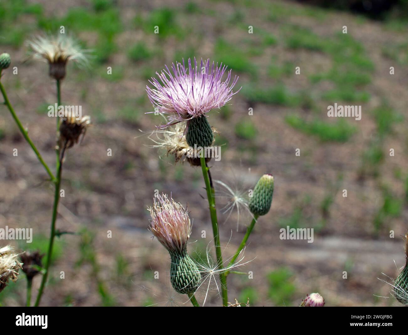 Bull thistle or spear thistle (Cirsium vulgare) in South Florida Stock ...