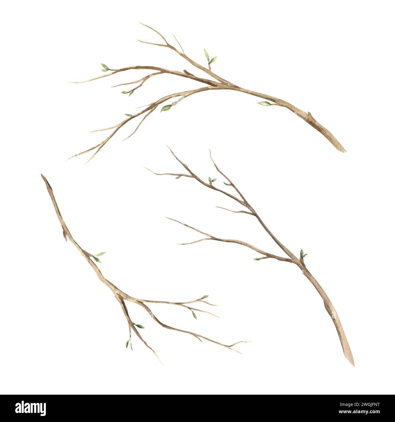 Watercolor set of tree branches. The illustration is drawn by hand ...