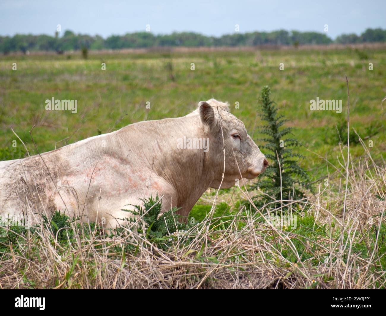 French cattle breed hi-res stock photography and images - Alamy