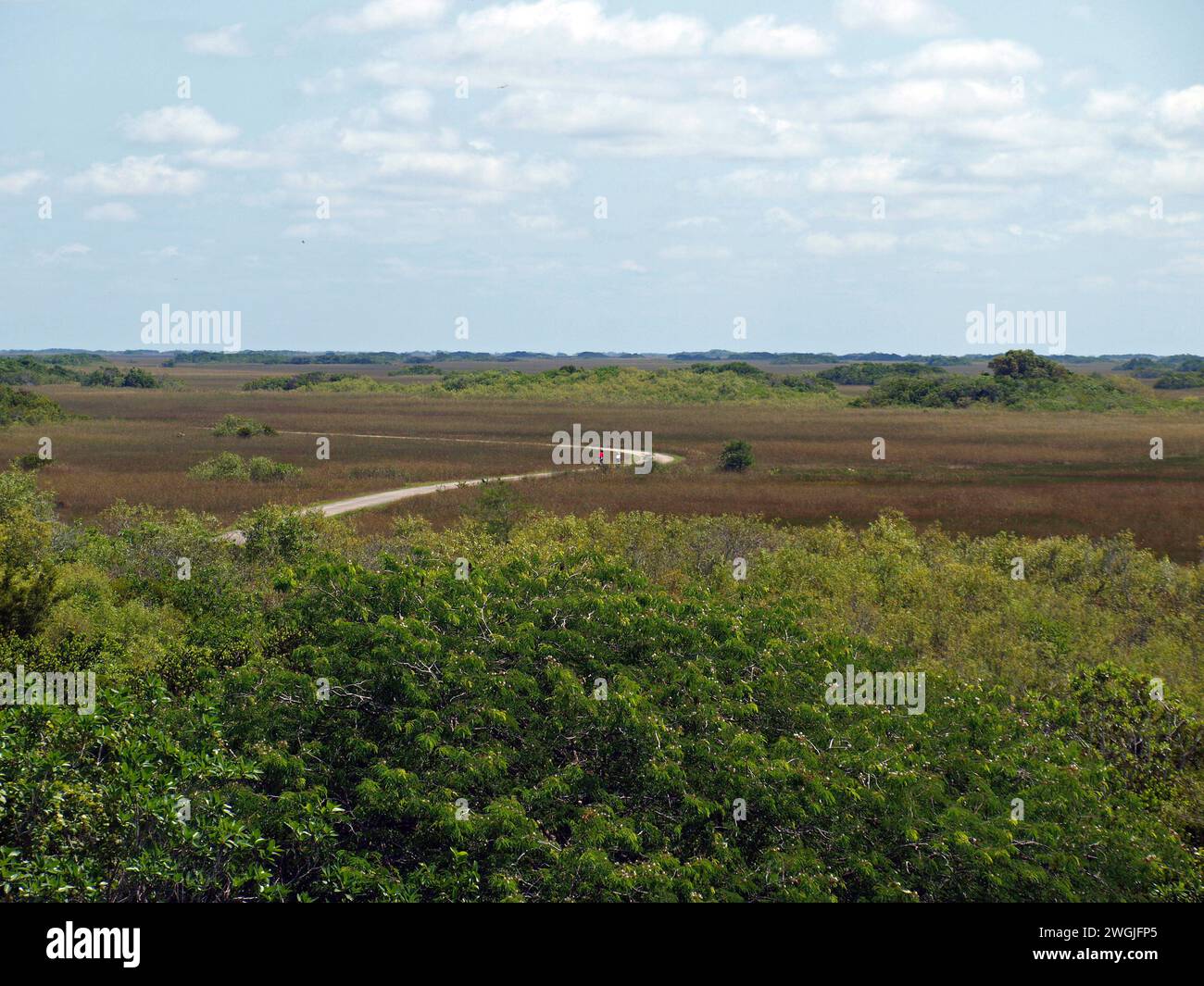 Cyclists riding in the loop road of Shark Valley, Everglades National ...