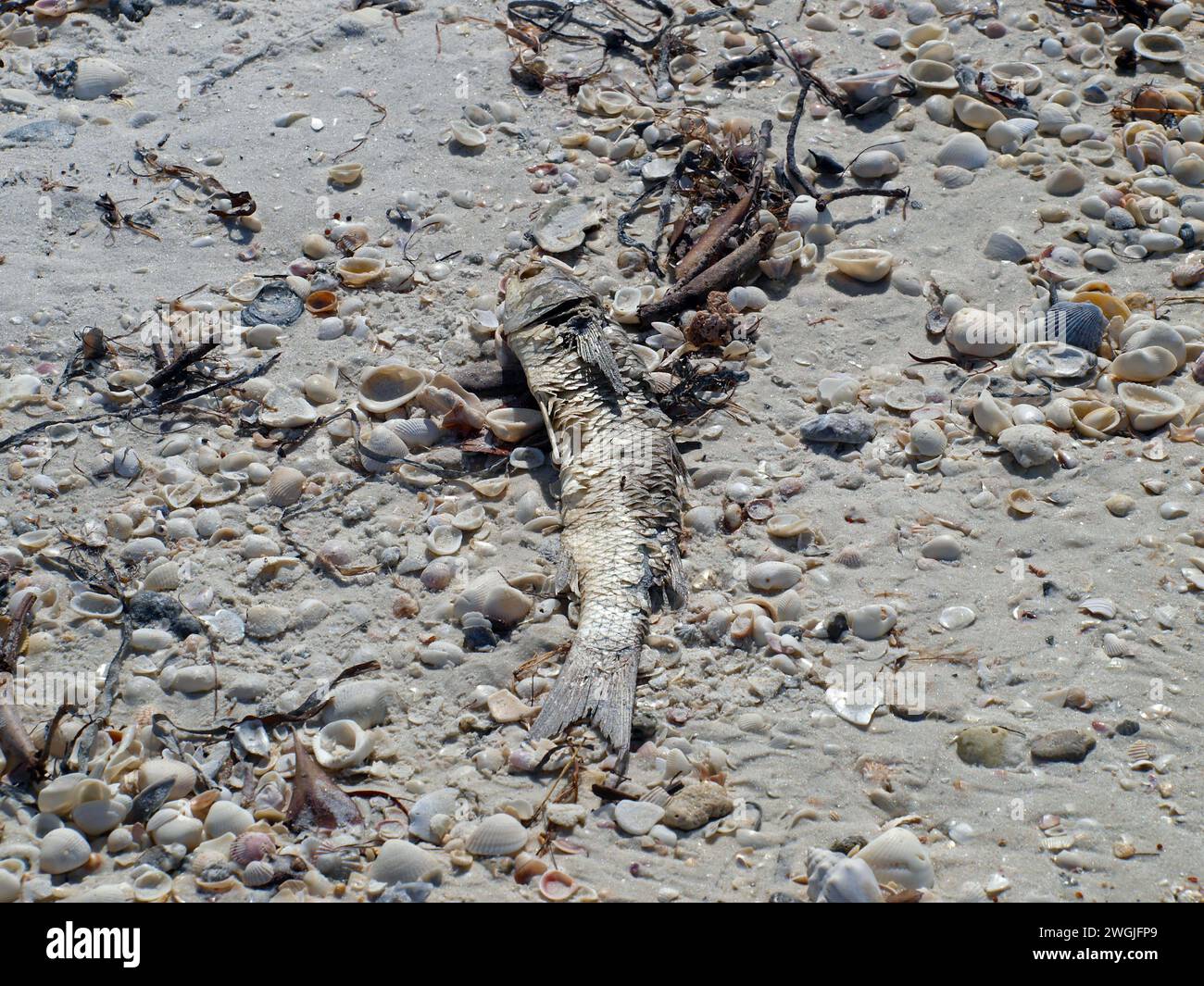 Dead shells hi-res stock photography and images - Alamy