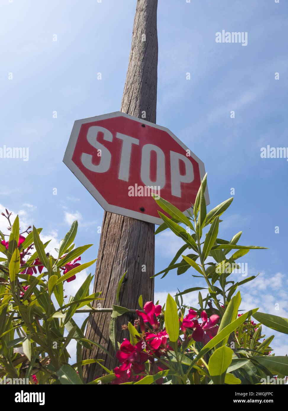 stop sign on wooden pole surrounded by flowers Stock Photo - Alamy