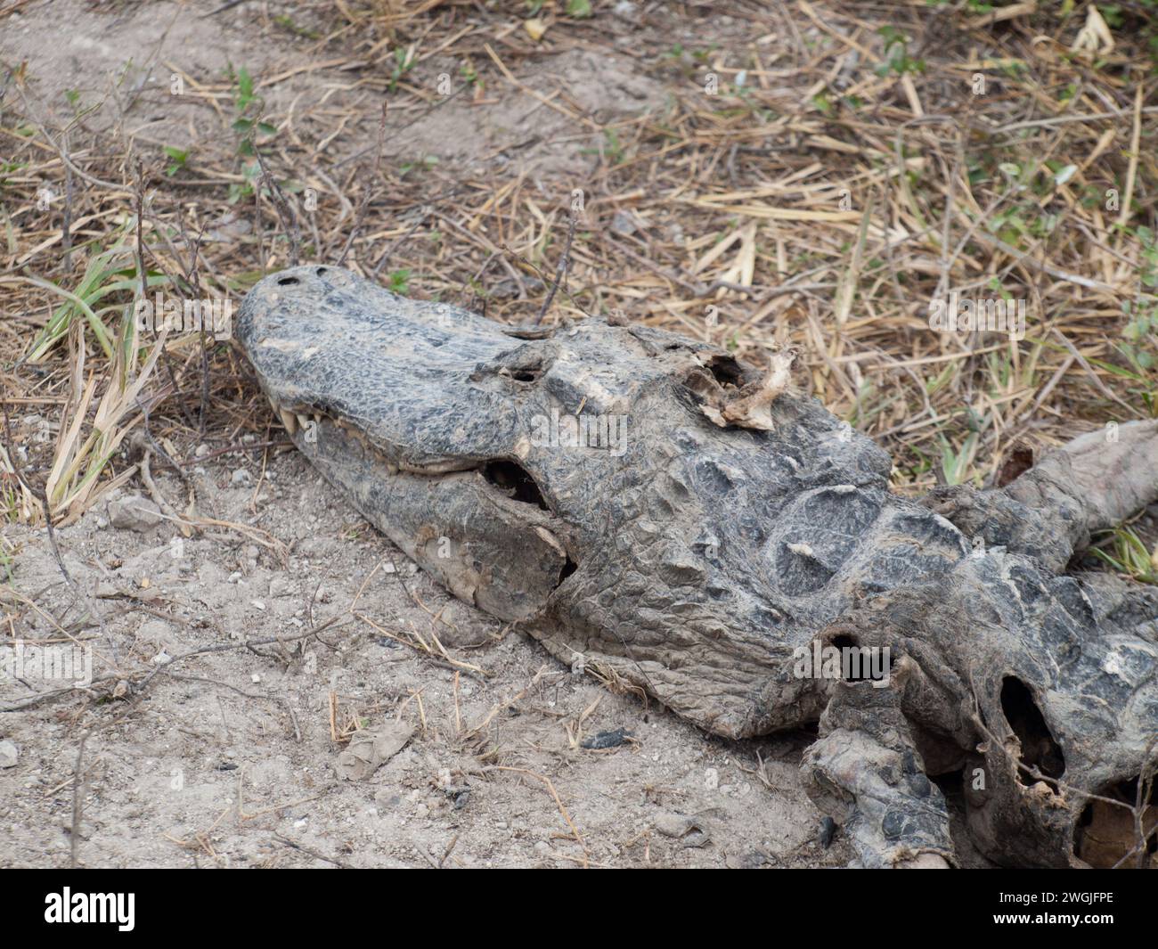 Close up of dead alligator with a hole on the head Stock Photo - Alamy