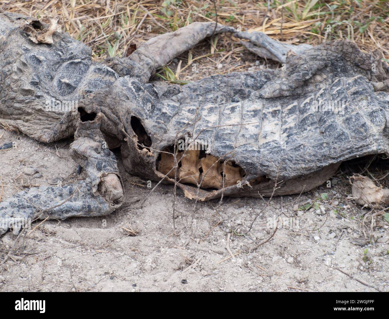 Close shot of side of decomposing body of an alligator Stock Photo - Alamy