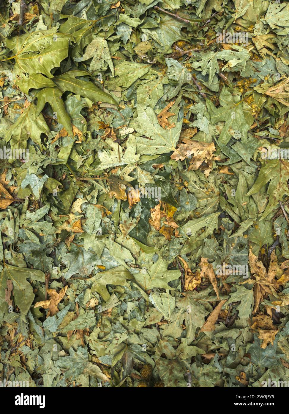 wallpaper texture of foliage on ground Stock Photo - Alamy