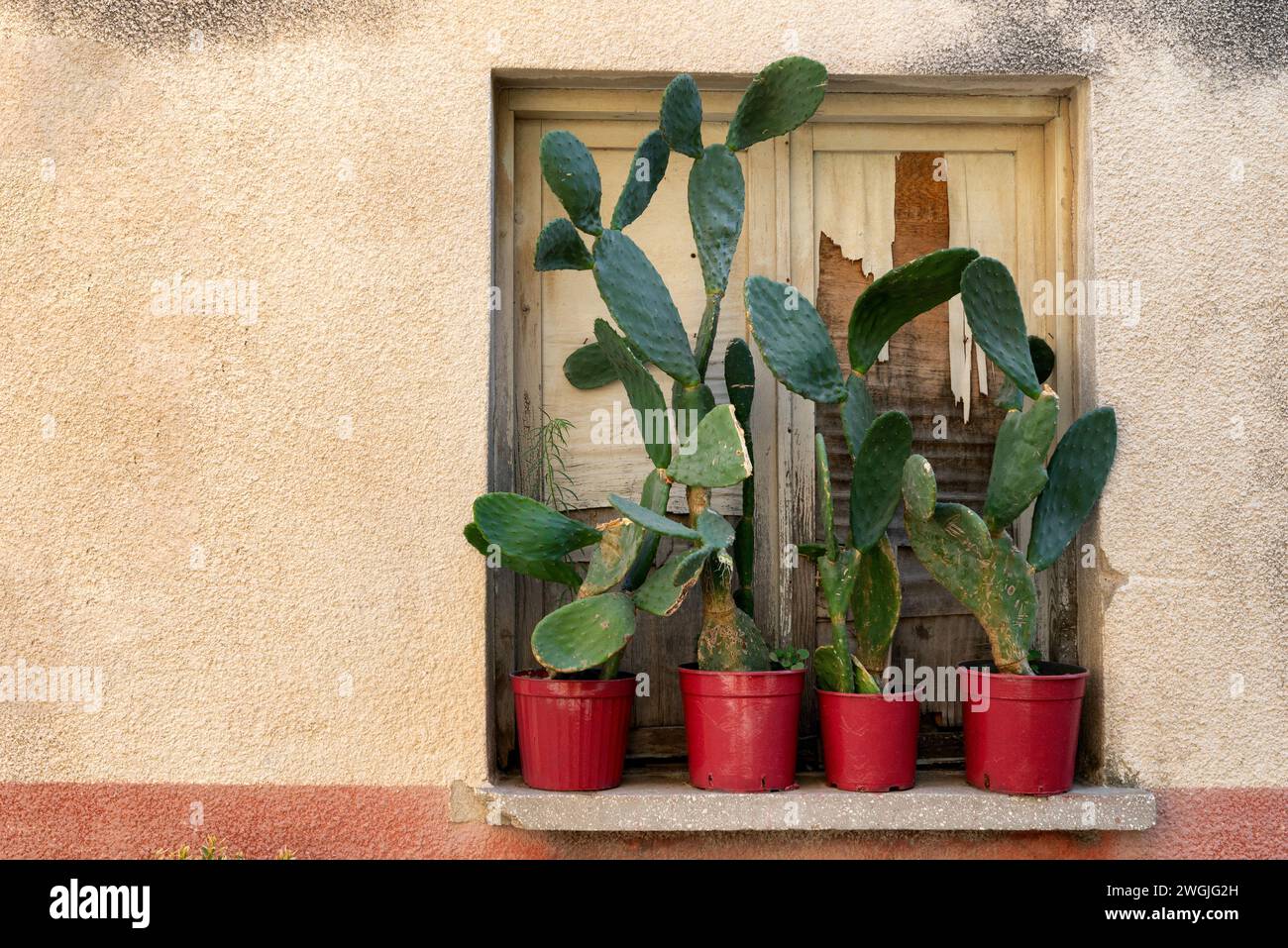Cactus pots on window sill Stock Photo - Alamy