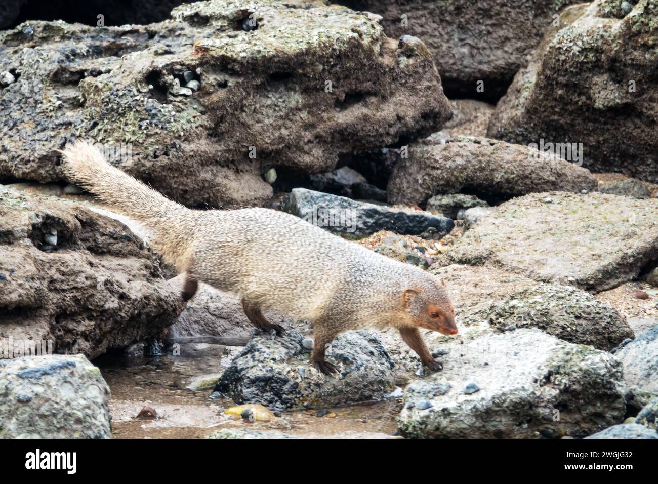 Grey mongooses (Urva edwardsii) in Hormuz Island, Erosed volcanic rock ...