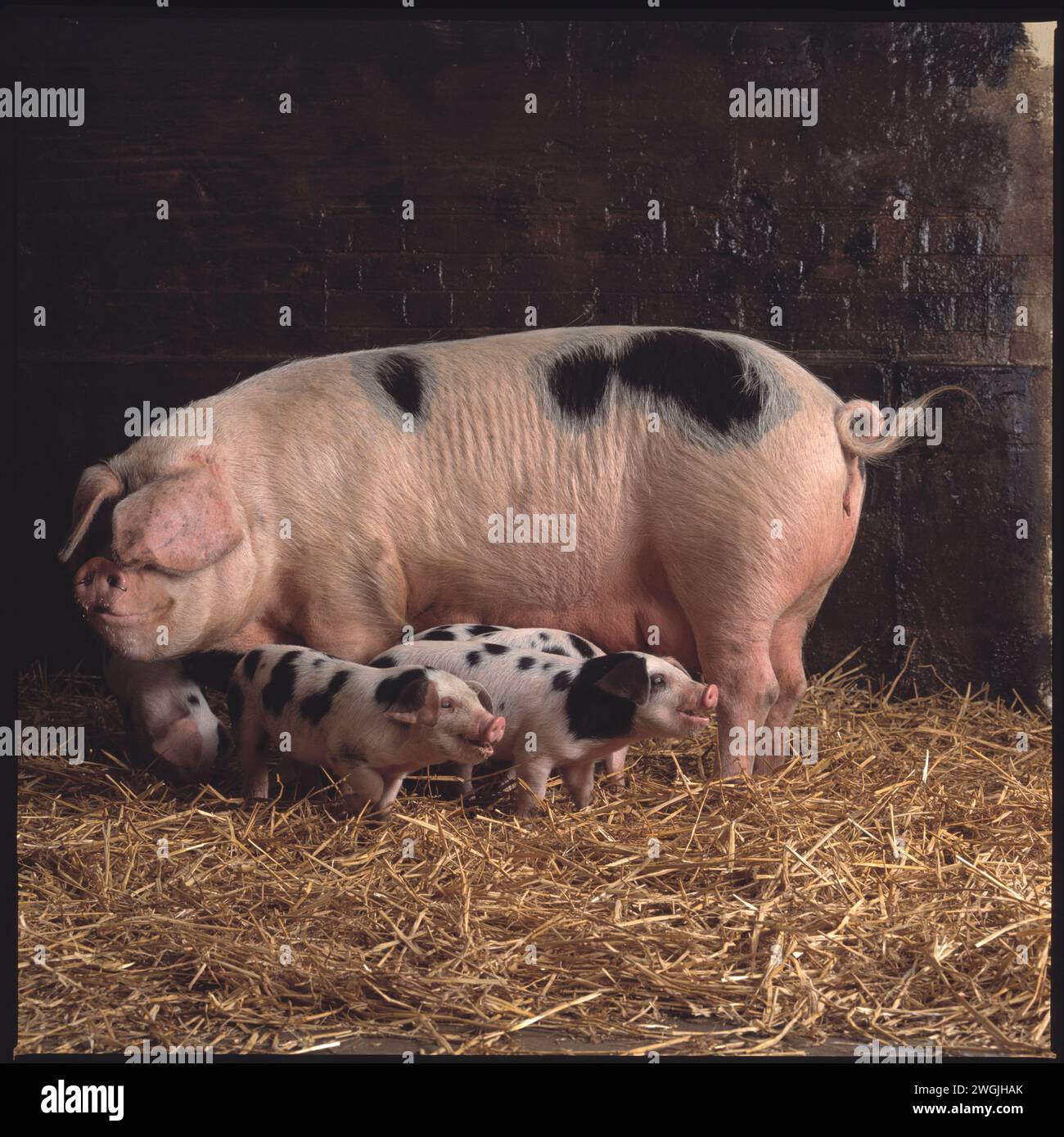 Gloucester Old Spot Sow Stock Photo - Alamy