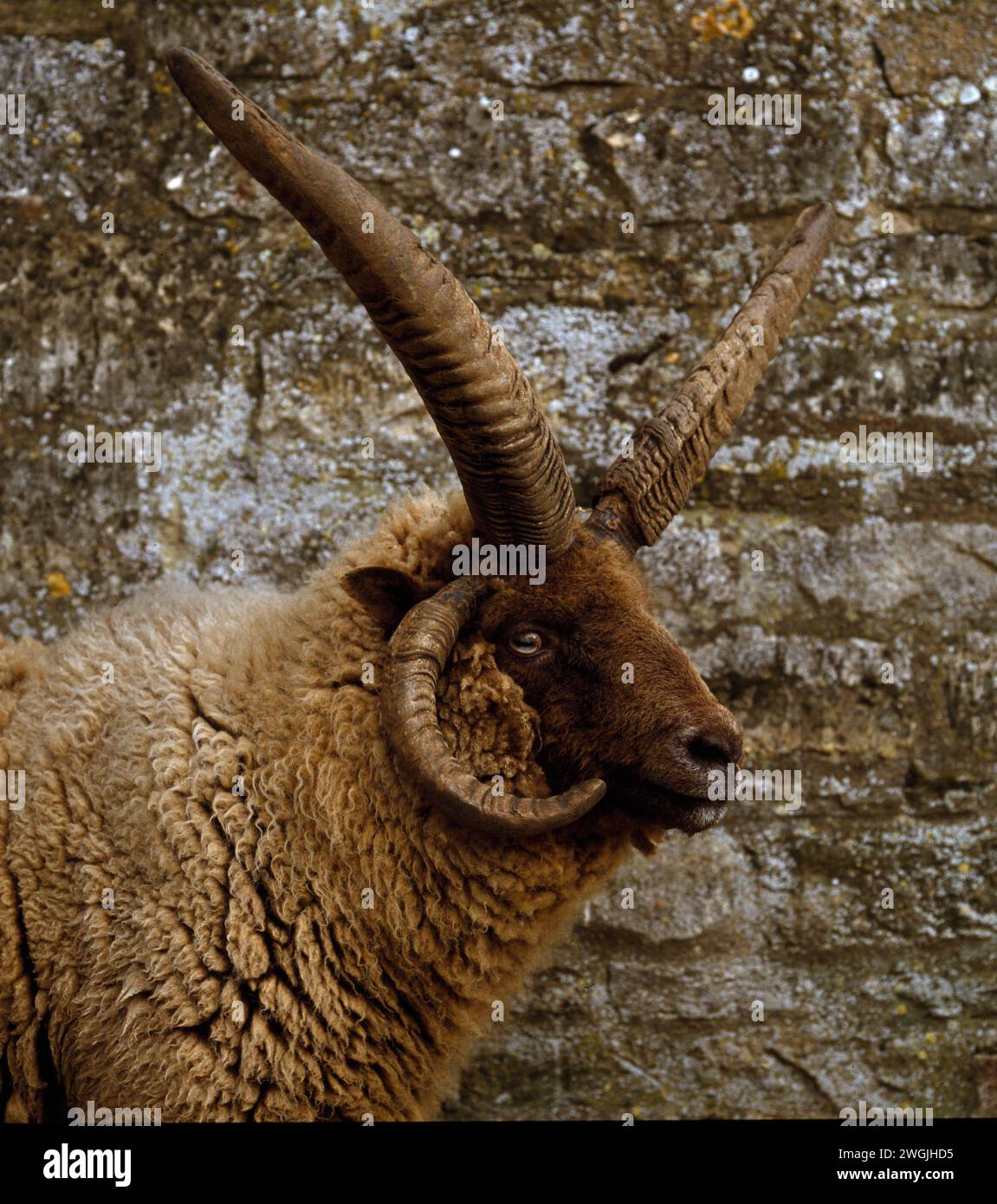 Four horned ram hi-res stock photography and images - Alamy