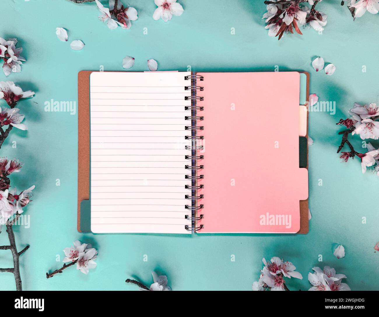 Open blank notebook and pink almond flowers, spring overhead background ...