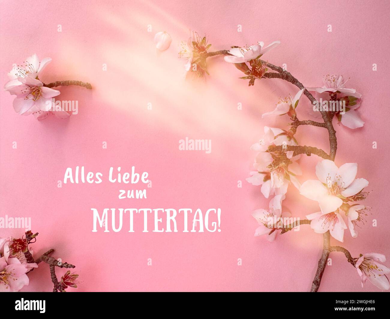 Pink background with spring almond flowers and text Alles Liebe zum ...