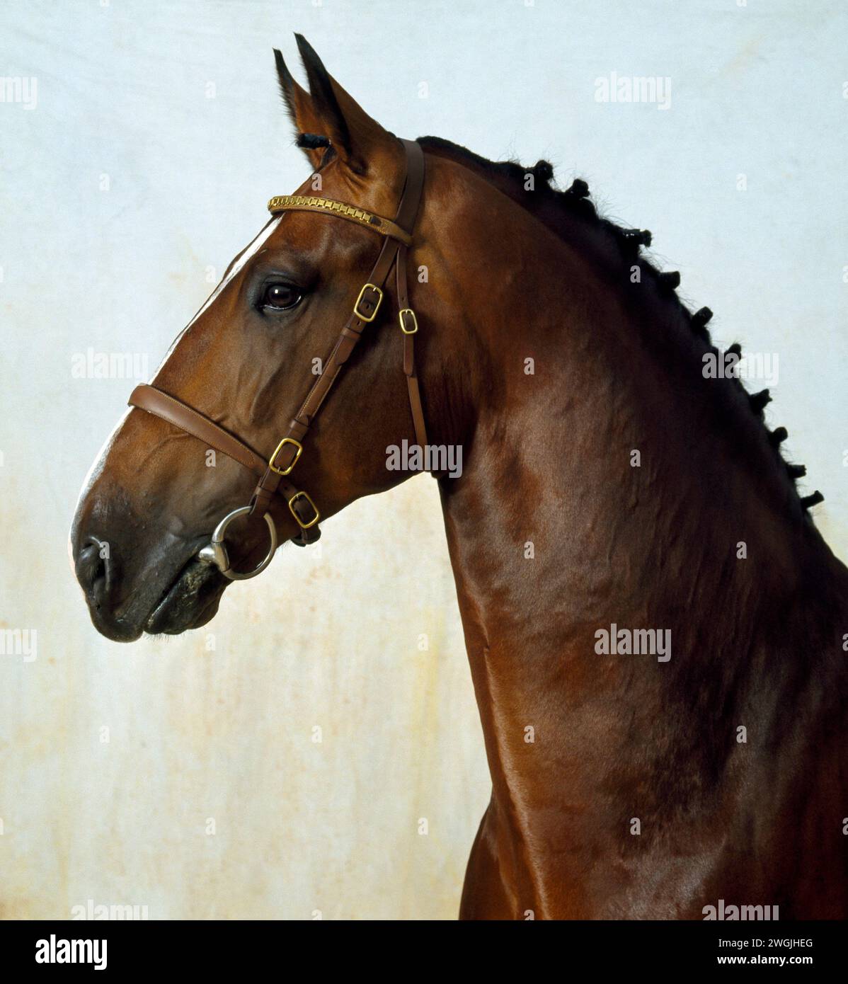 Irish Draft Horse Stock Photo - Alamy