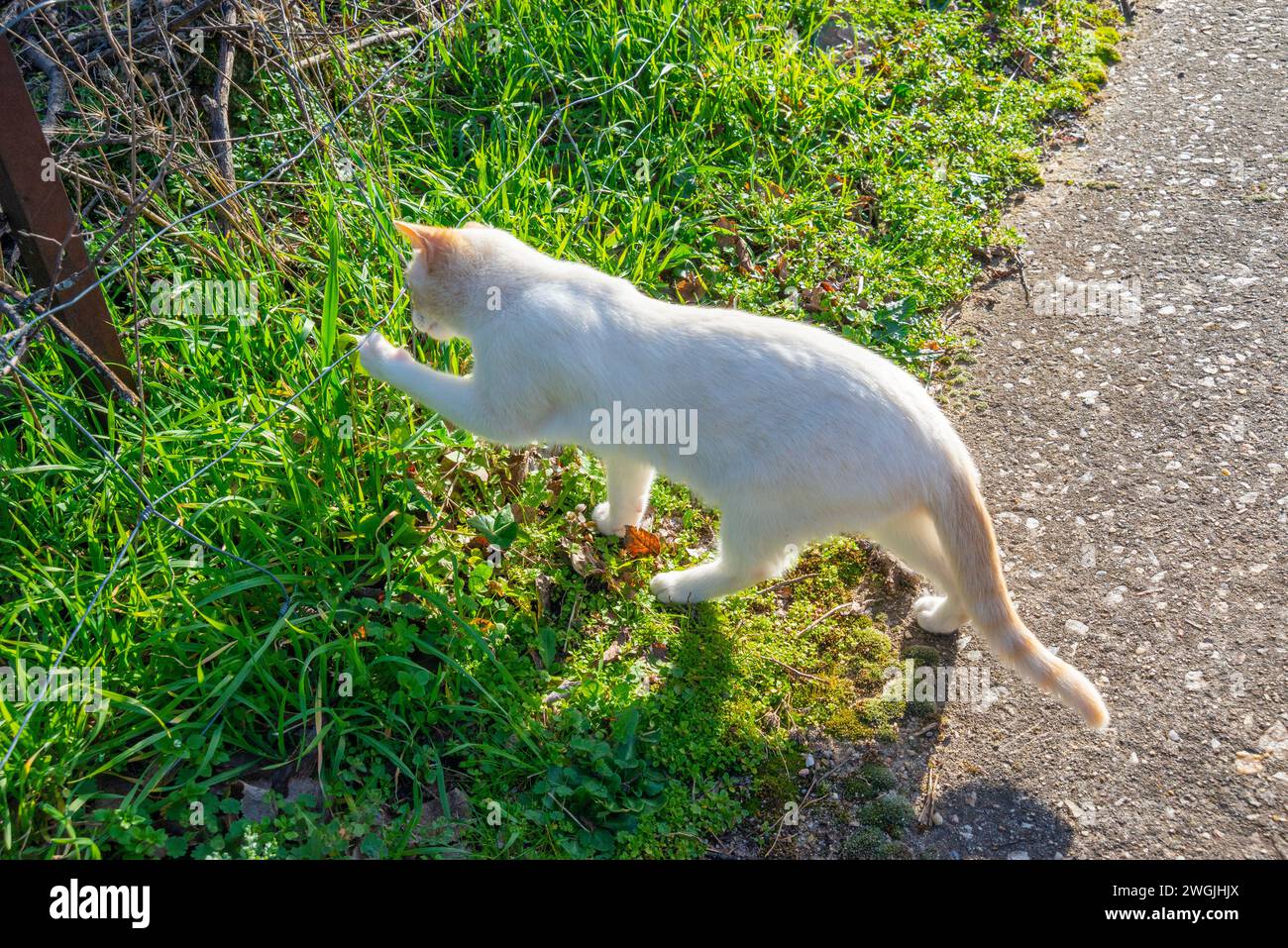 Gato animales felino mascota hi-res stock photography and images - Alamy