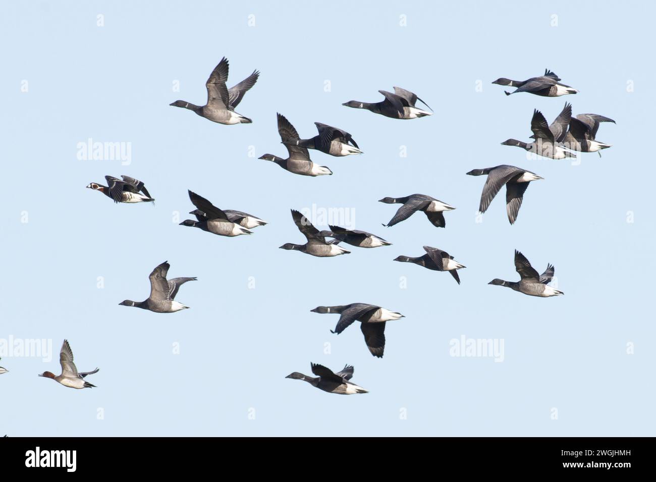 Red-breasted Goose (Branta ruficollis) flying with flock of Dark ...